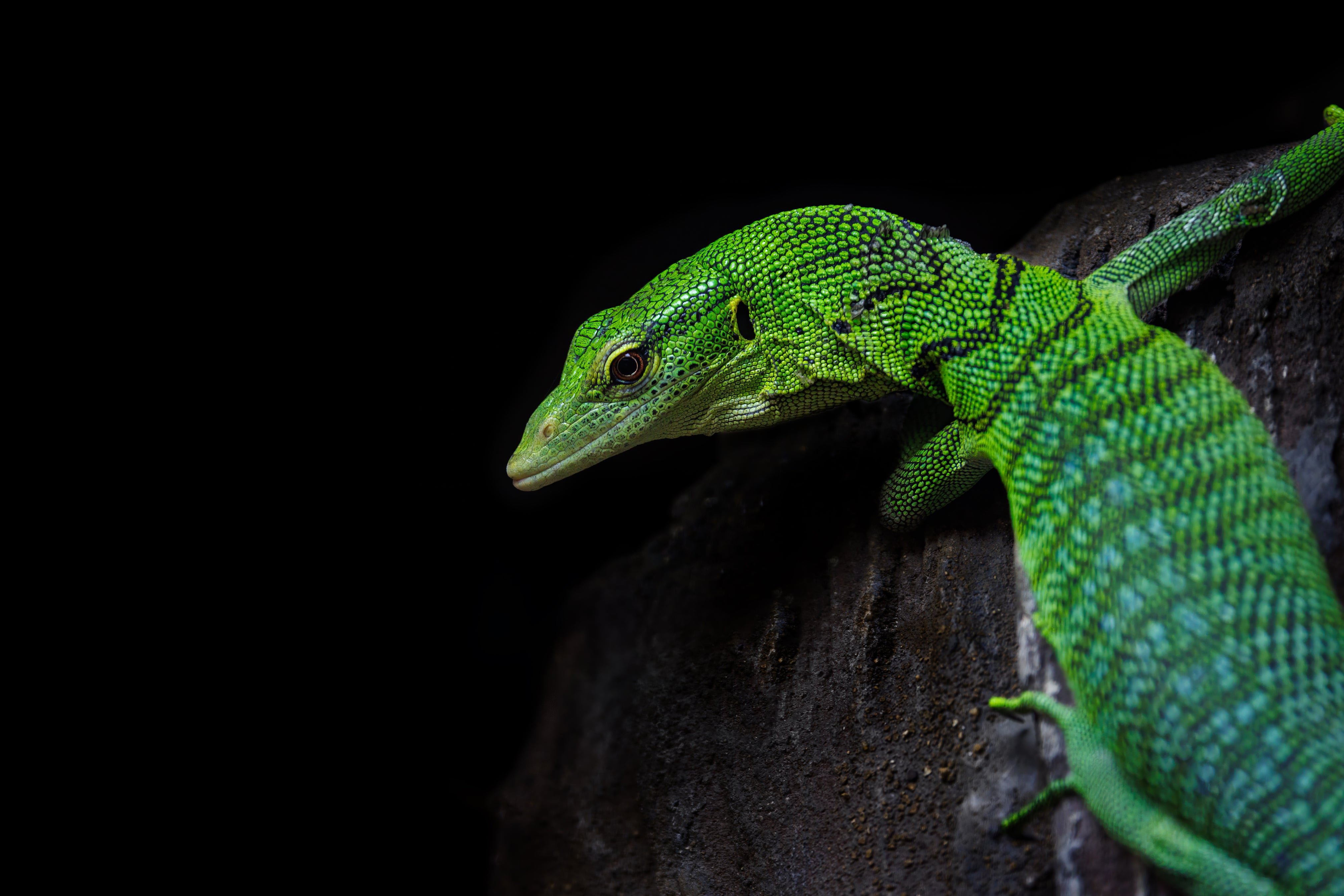 Quality Livefood & Reptile Equipment - Reptiles By Post