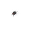 Buy Curly-Wing Flies Online - Livefood UK Delivery — Reptiles By Post
