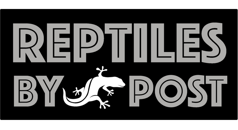 PR Live plant. Trumpet Pitcher 'Hybrid' (Medium) — Reptiles By Post