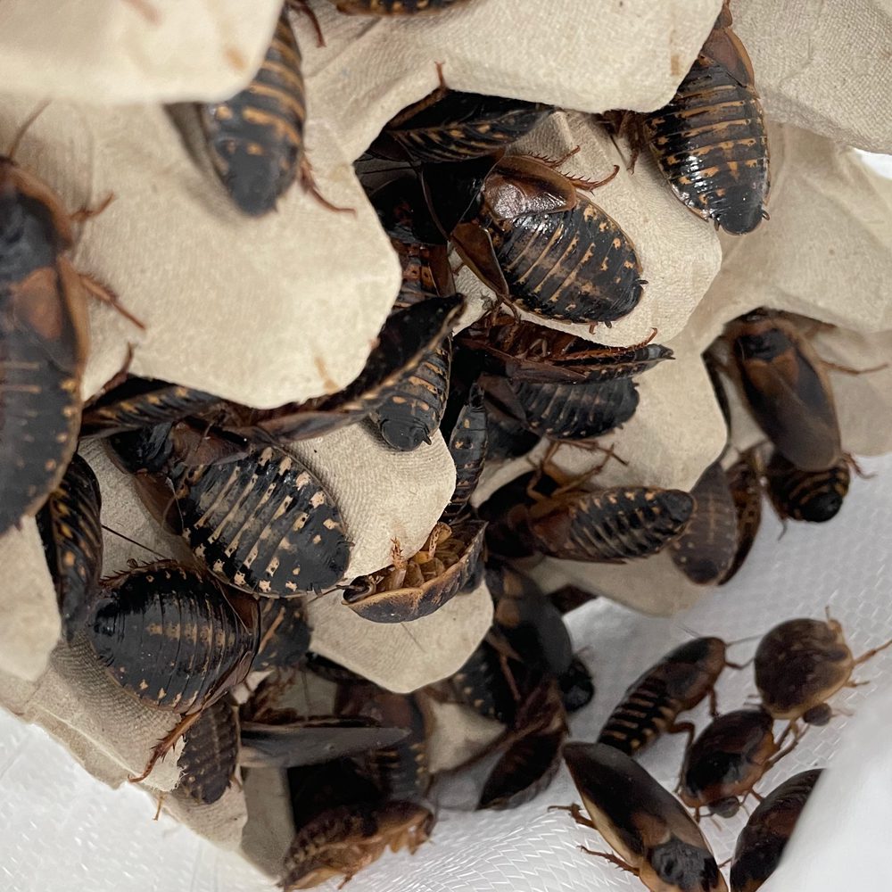 Dubia Cockroaches - Bulk Bags of 100 — Reptiles By Post
