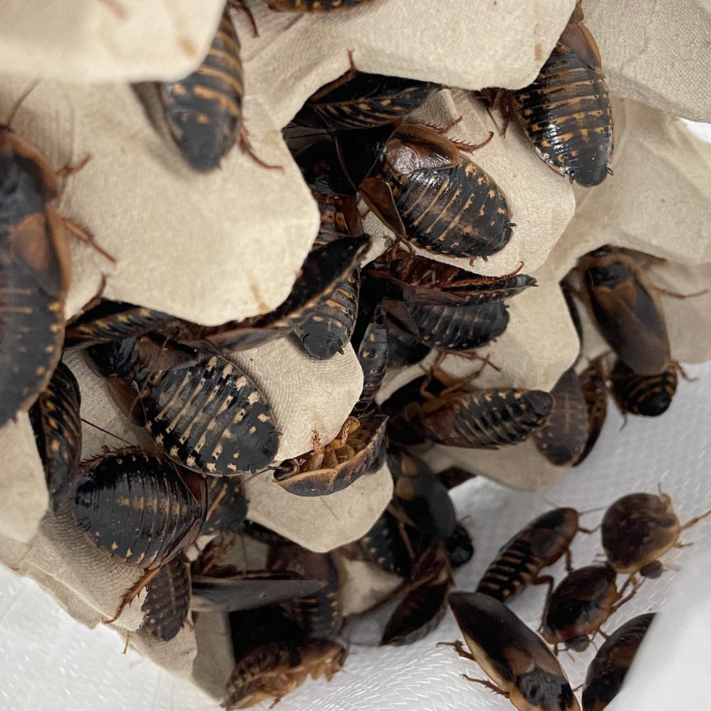 Dubia Roaches — Reptiles By Post
