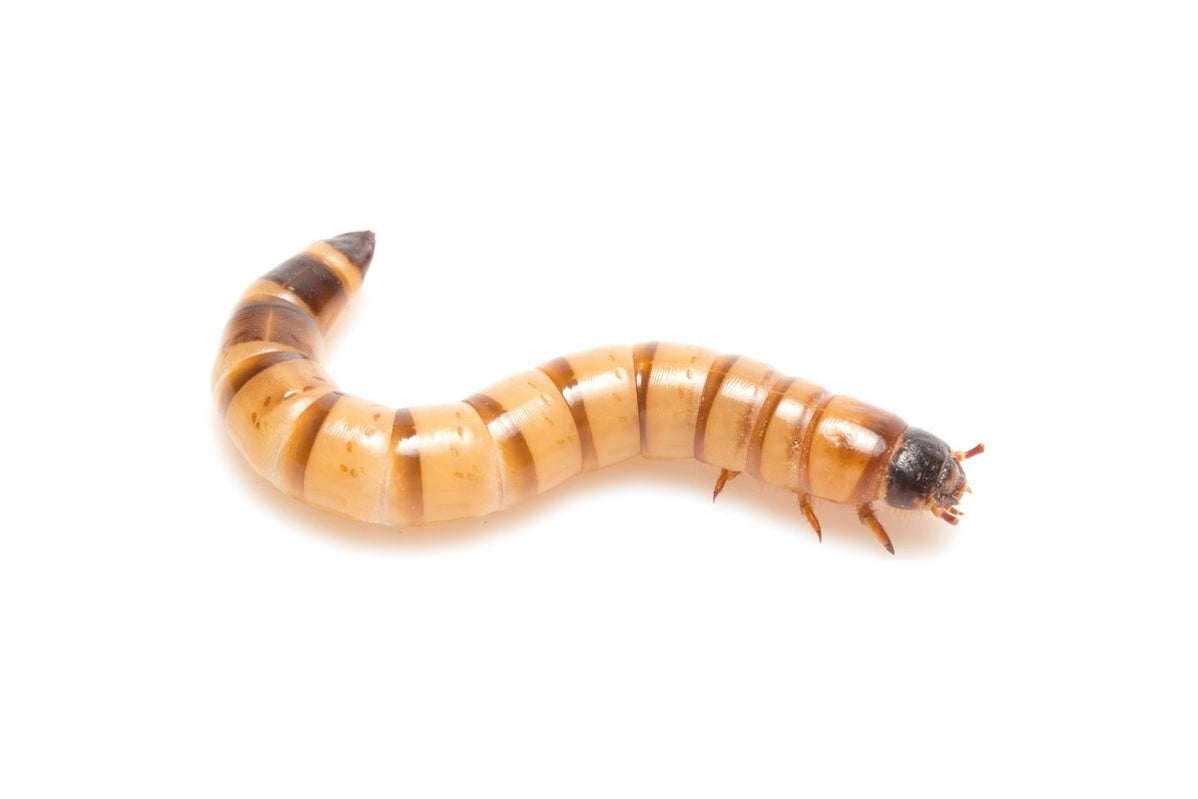 Quality Livefood & Reptile Equipment - Reptiles By Post