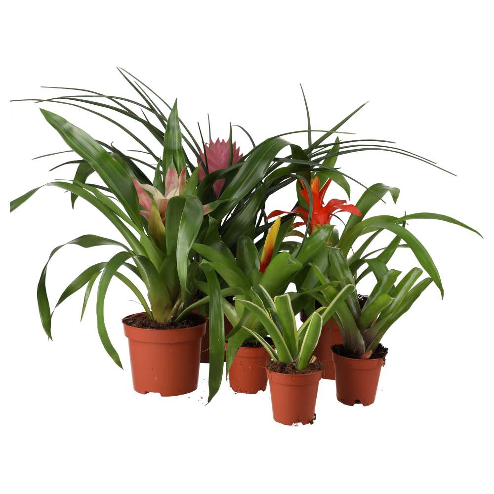PR Live plant. Bromeliad Collection (6 plants) — Reptiles By Post