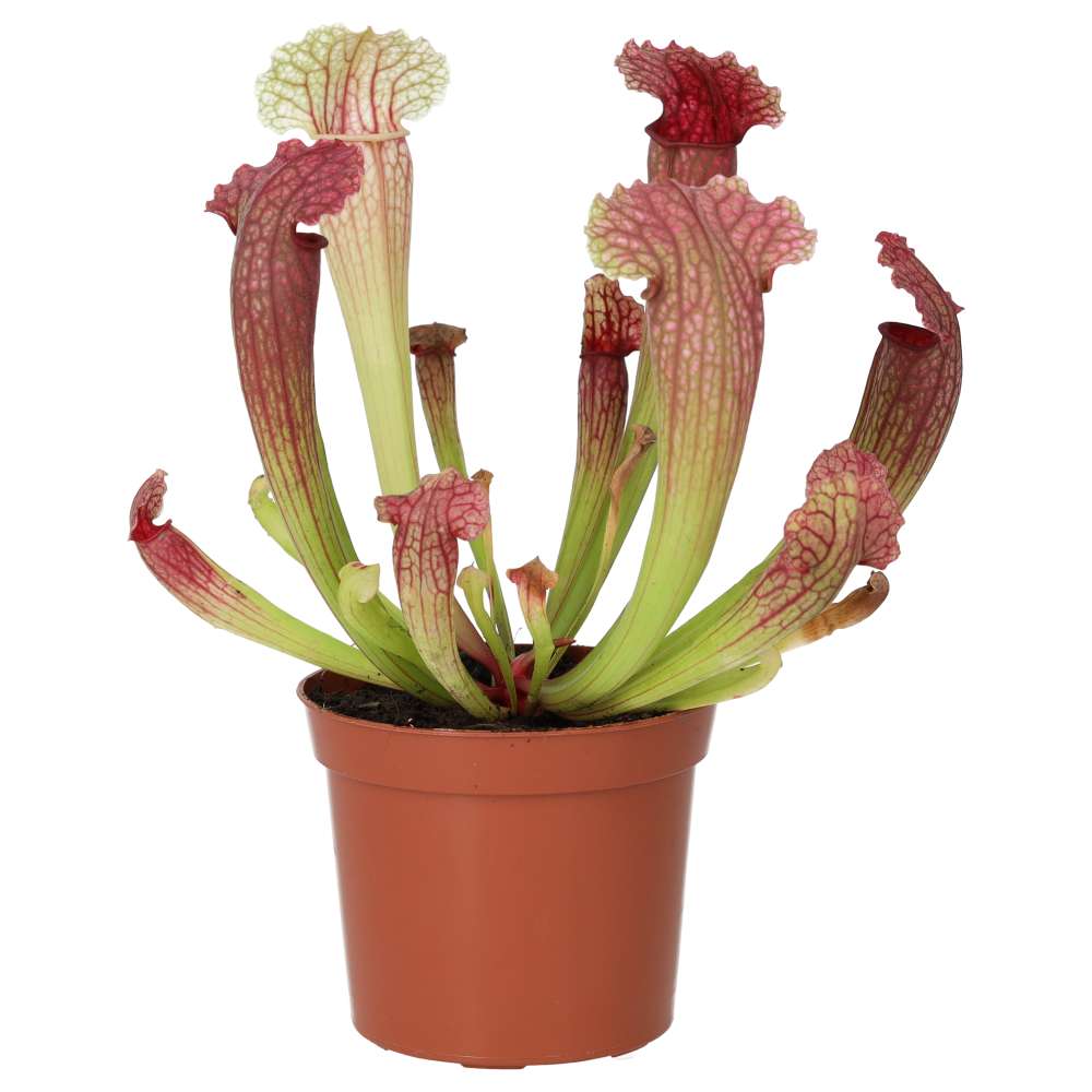 PR Live plant. Trumpet Pitcher 'Fiona' (Medium) — Reptiles By Post