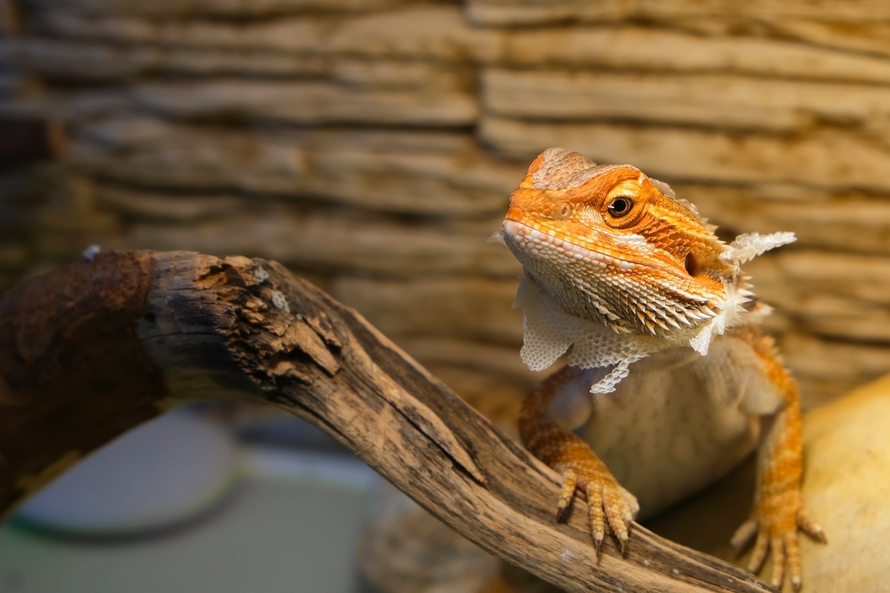 Quality Livefood & Reptile Equipment - Reptiles By Post