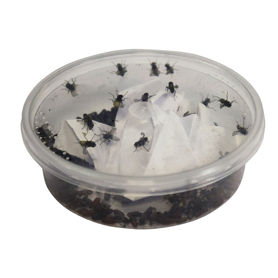 Livefood UK Delivery for Reptiles & Amphibians - From £1.99 Per Tub ...