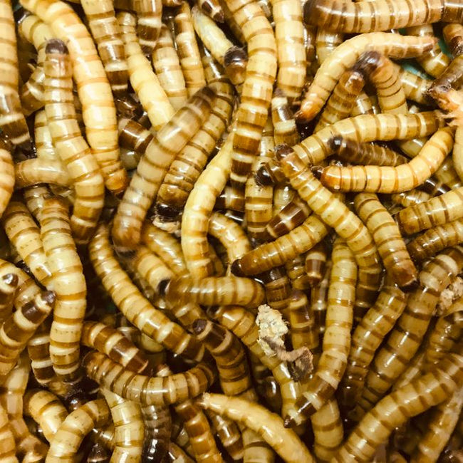 Livefood UK Delivery for Reptiles & Amphibians - From £1.99 Per Tub ...