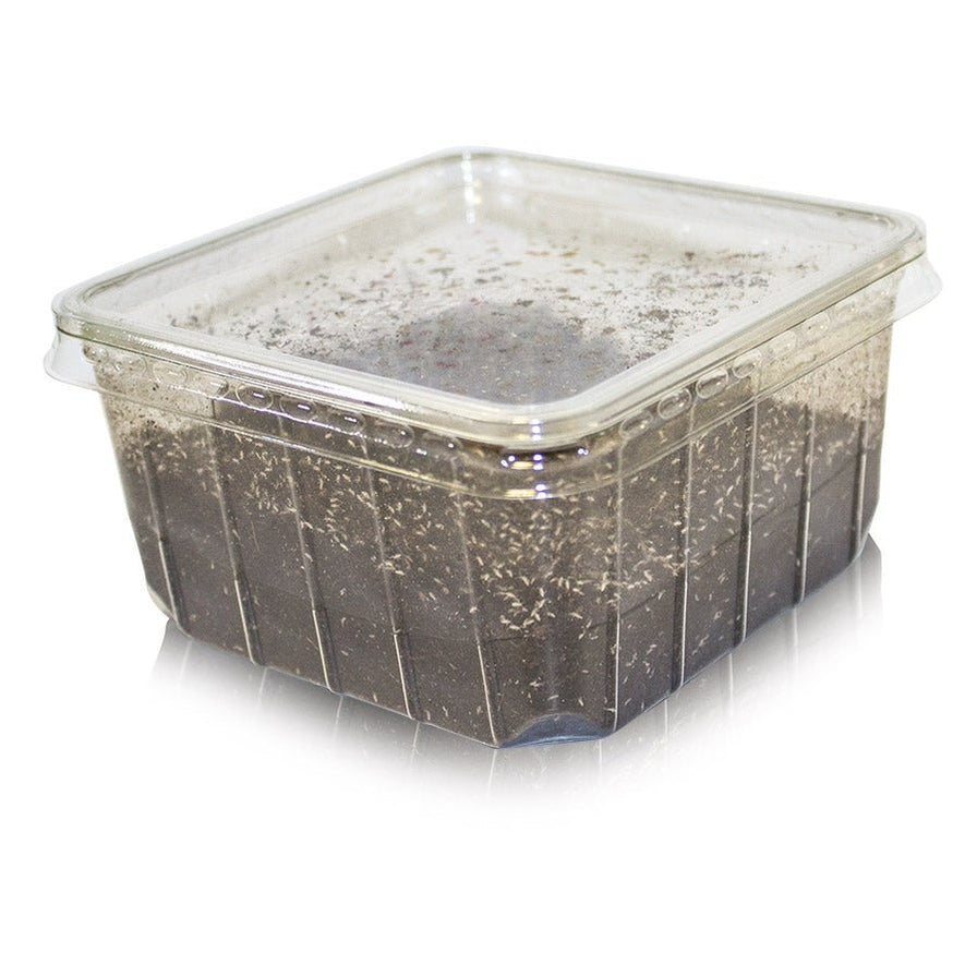 Livefood UK Delivery for Reptiles & Amphibians - From £1.99 Per Tub ...